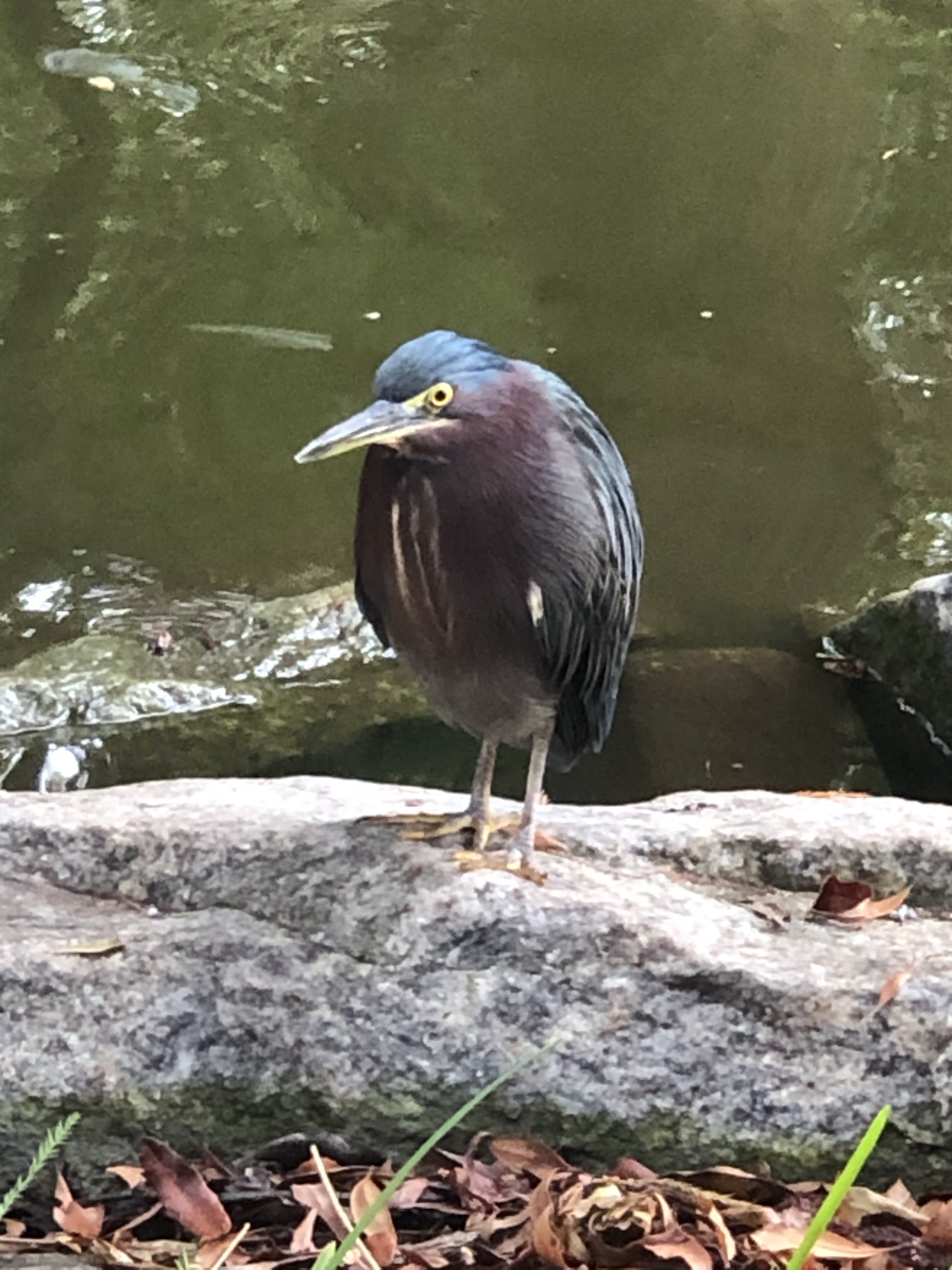 Nature – Renew or redo